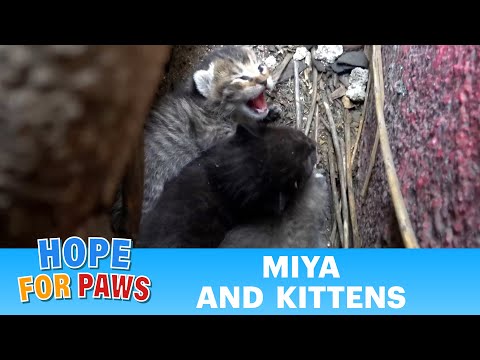 A very young cat gives birth and needs help from humans. 😺🐈🐈🐈 #catrescue
