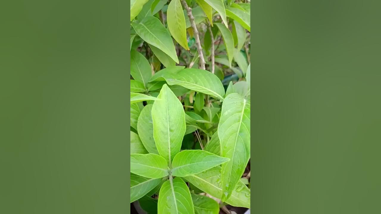 अडूसा या वासा के औषधीय गुण: Adusa Plant (Adhatoda vasica): Medicinal ...