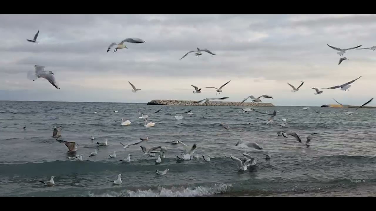 eforie, pescarusi@bogdanplajatuzla - YouTube