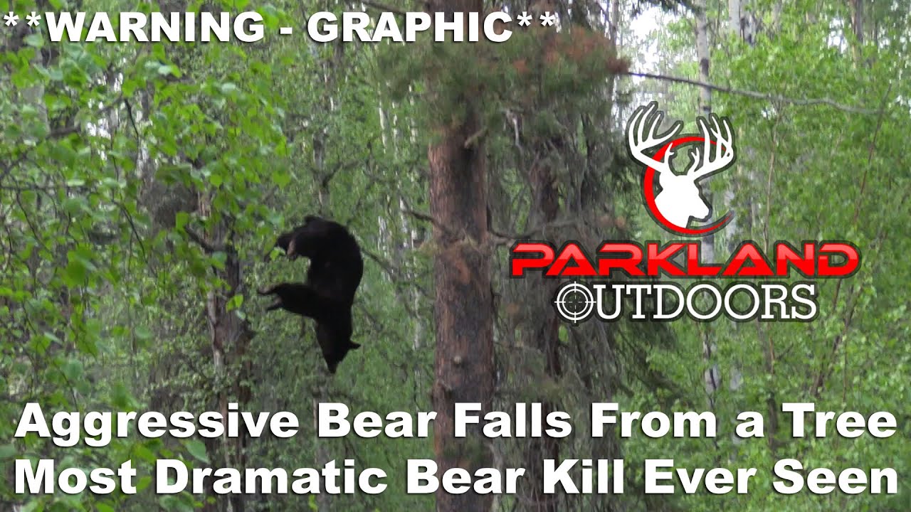 Aggressive Bear Falls From a Tree **WARNING - GRAPHIC** Most Dramatic ...