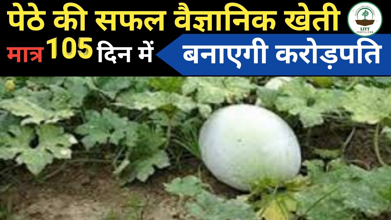 पेठे की खेती की संपूर्ण जानकारी | ash gourd farming | kaddu ki kheti ...