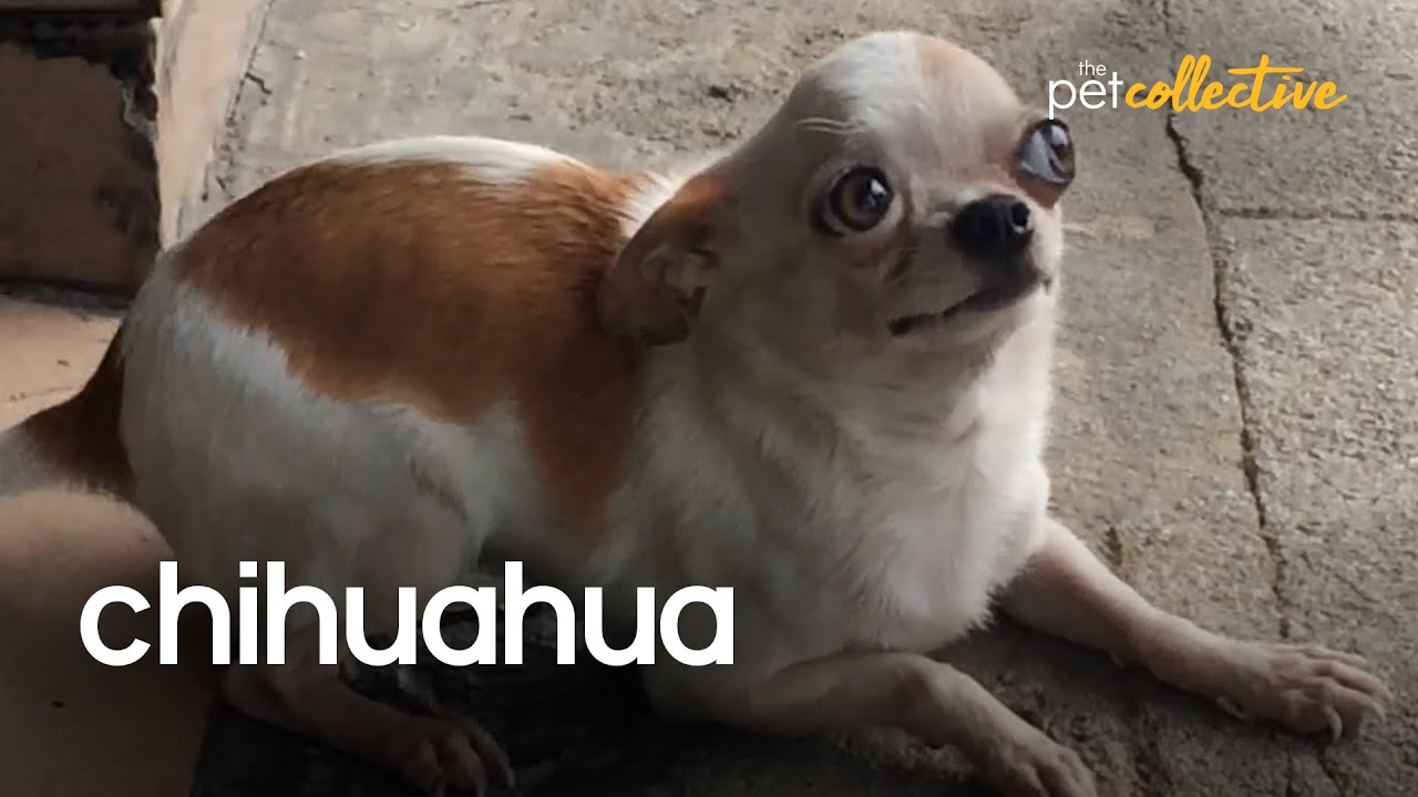 Chillin' Chihuahuas - YouTube
