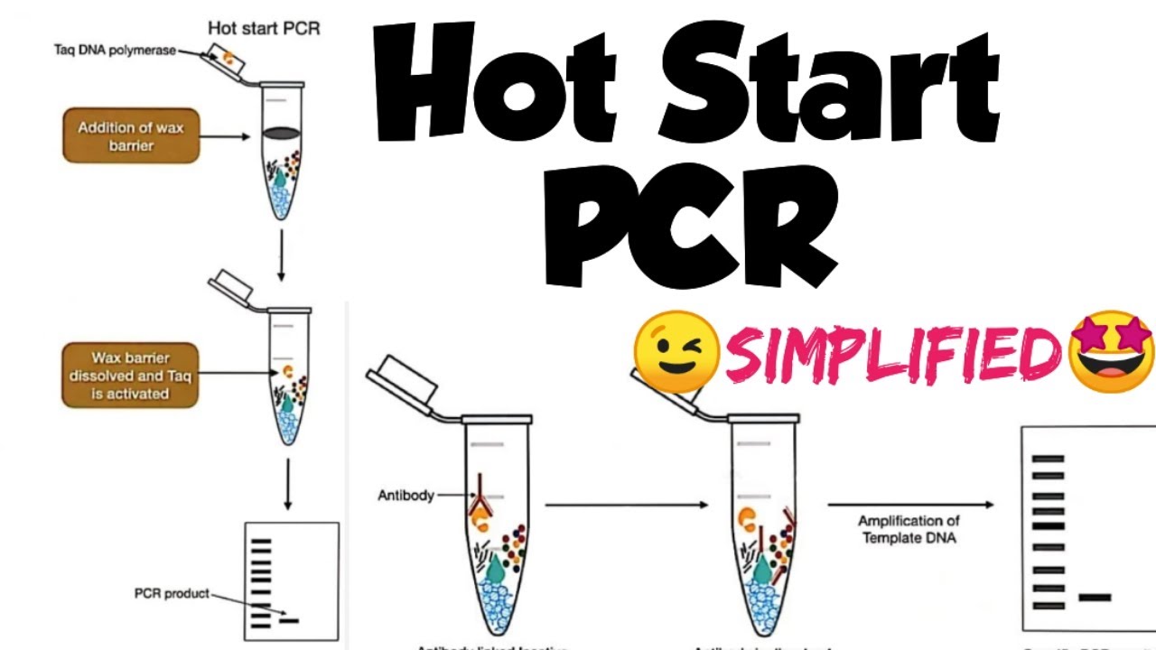 Hot start PCR || Types of Pcr|| pcr variations 🤩 - YouTube