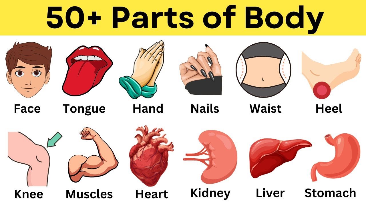 50+ Body parts | Parts of the body | Body parts name | English ...