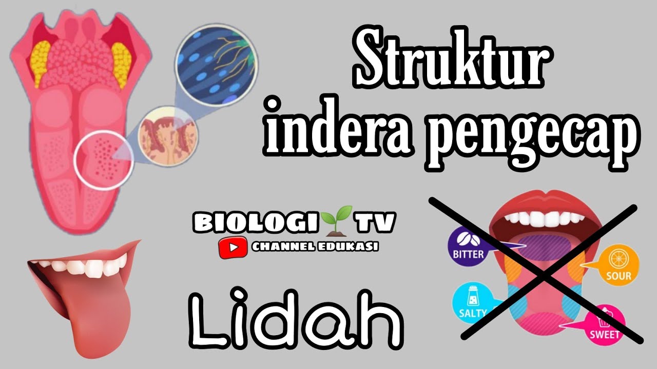 struktur indera pengecap (lidah) dan fakta mengenai kebenaran peta rasa ...