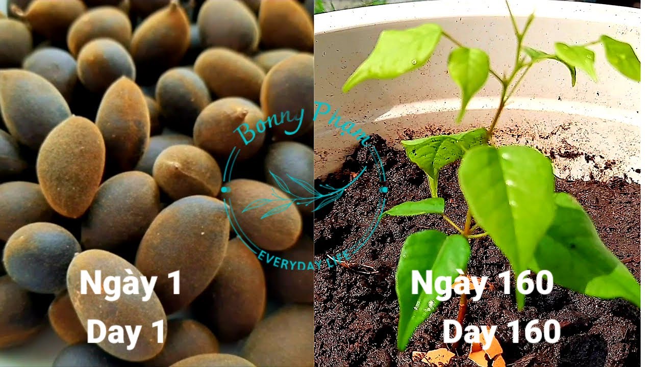 Cách trồng cây Say Nhung từ hạt rất đơn giản||Trái của cây ăn ngon, gỗ ...