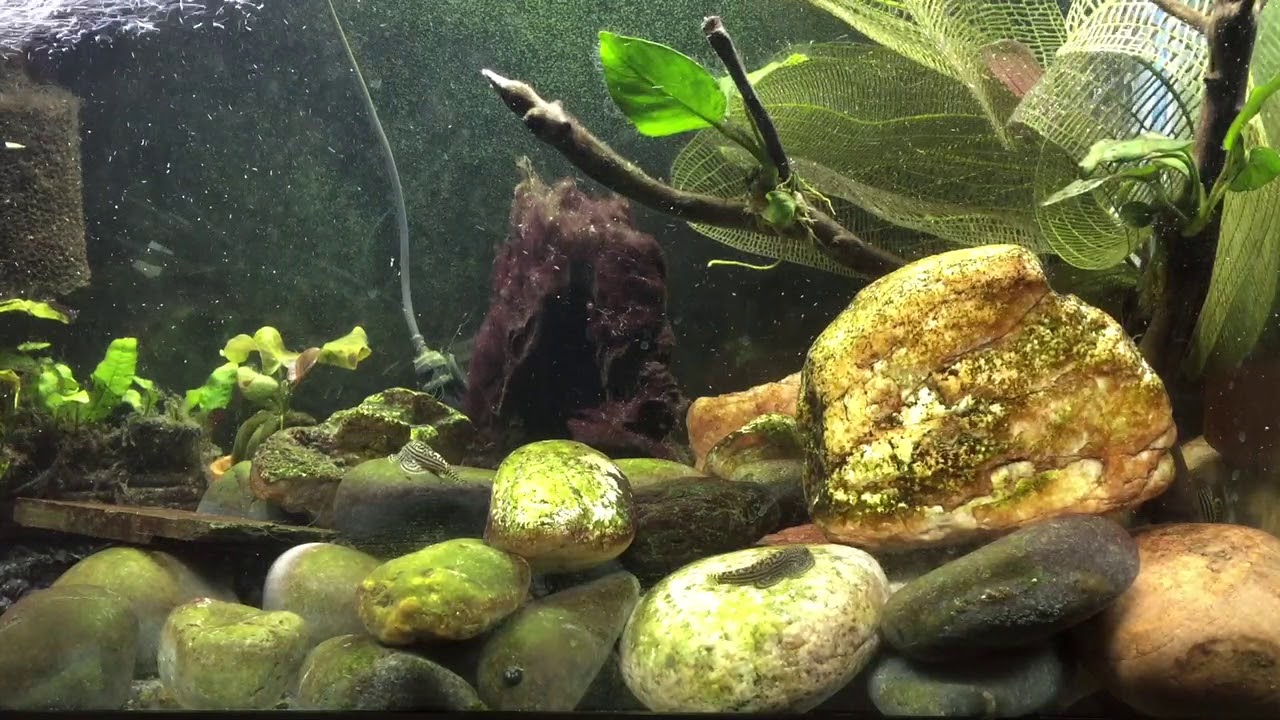 My hillstream loaches Sewellia lineolata - YouTube