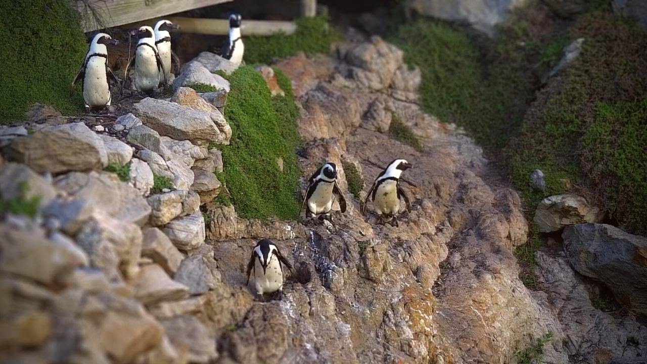 Penguins Hop Down Rocks - YouTube
