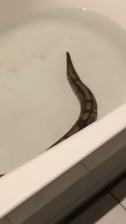 Ball python - YouTube