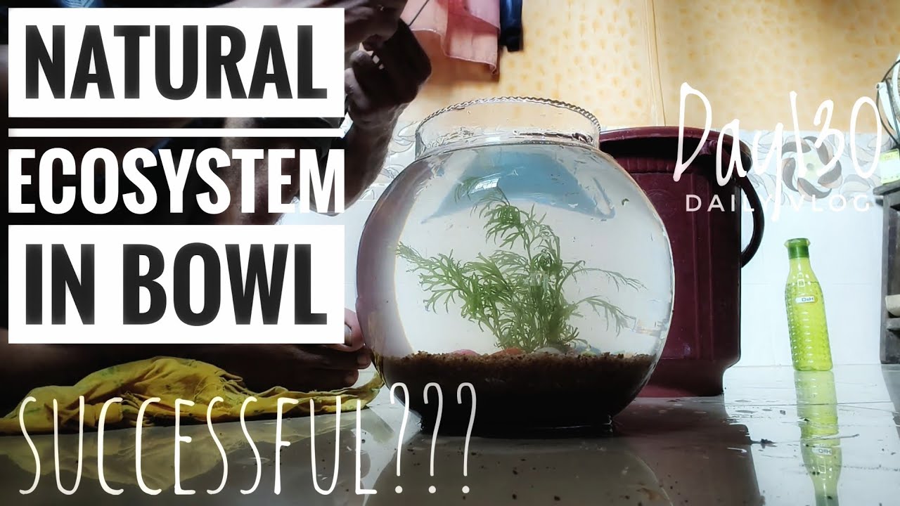 Day 130 Vlog: The Comeback! Building a NATURAL Ecosystem in an 8Inch ...