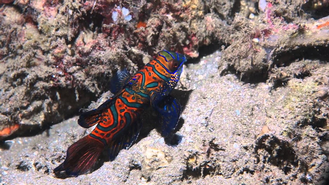 Kasawari Lembeh Resort - YouTube