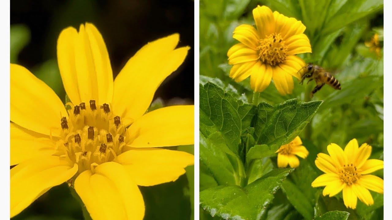 Wedelia Plant|Sunflower mini - YouTube