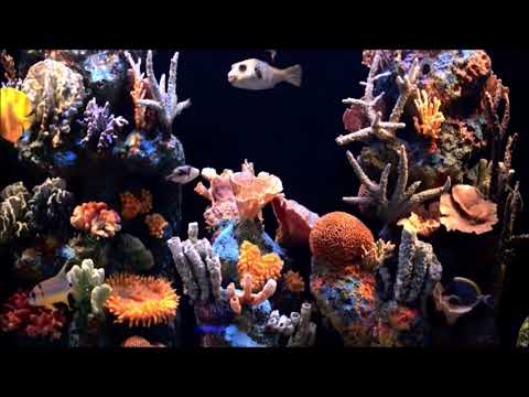 SEVCAN ORHAN  BENİM ÖMRÜM