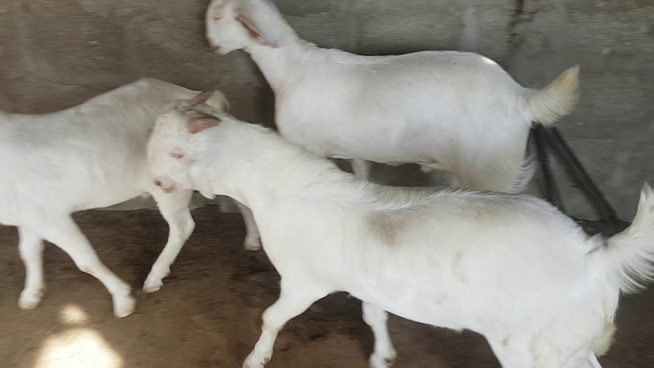 Alhumdulliah apna healty goad farm for details contact us 03368009935 ...