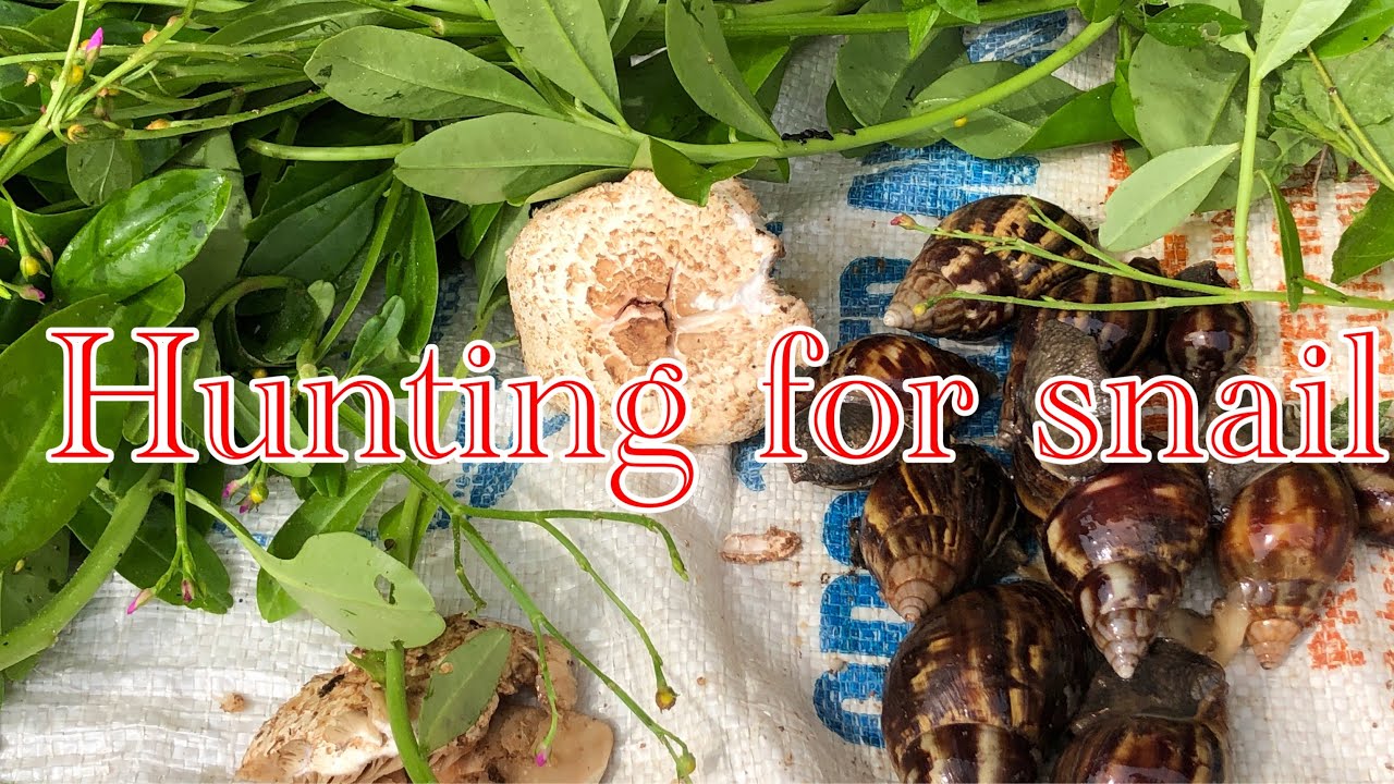 Snail Hunting - A Day In My Life - YouTube