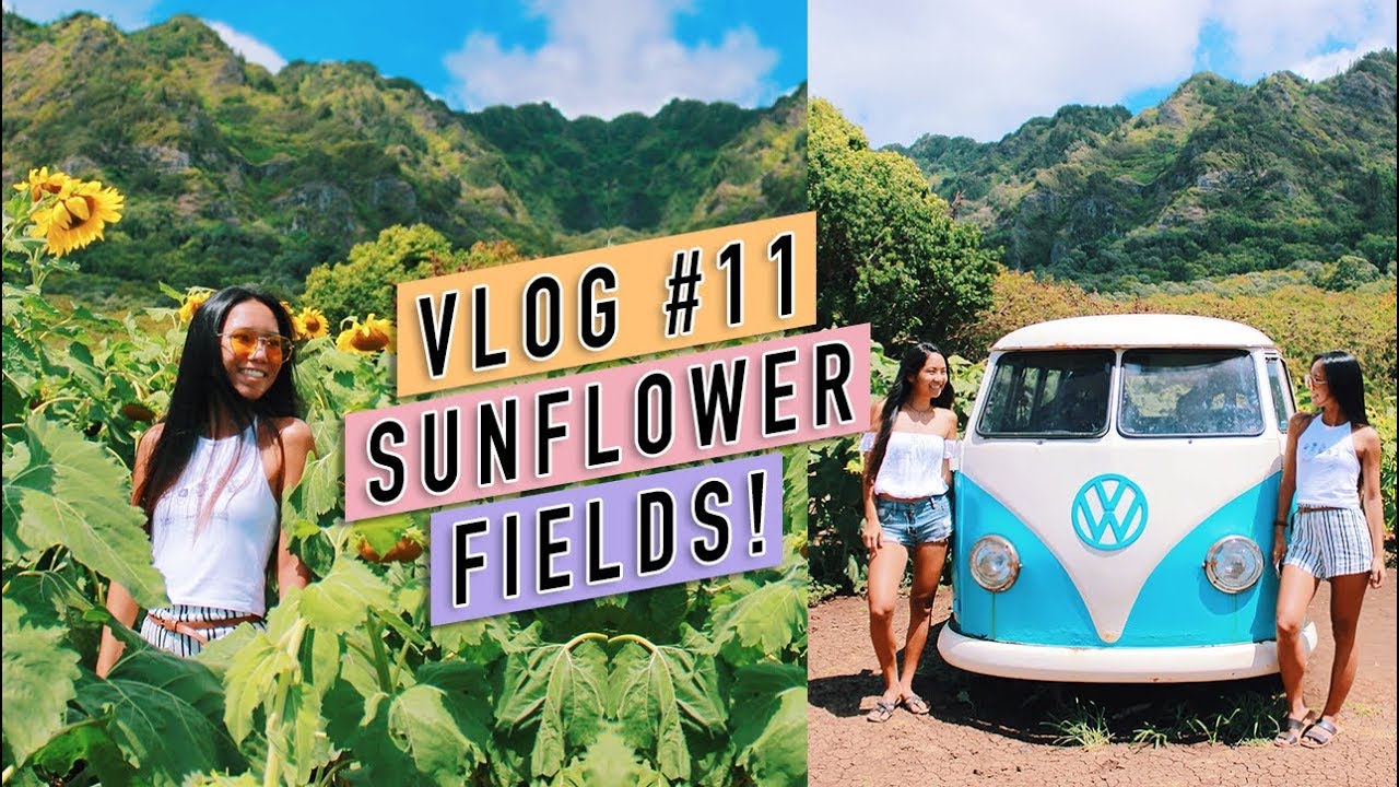 VLOG #11 | Sunflower Fields, Snorkeling, and Thrift Shopping ...