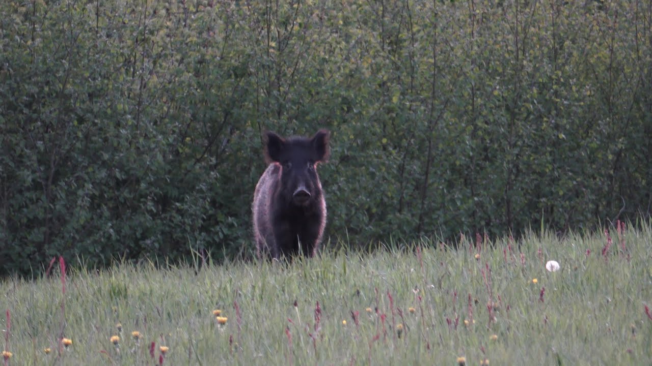 Curious Wild Boars - YouTube