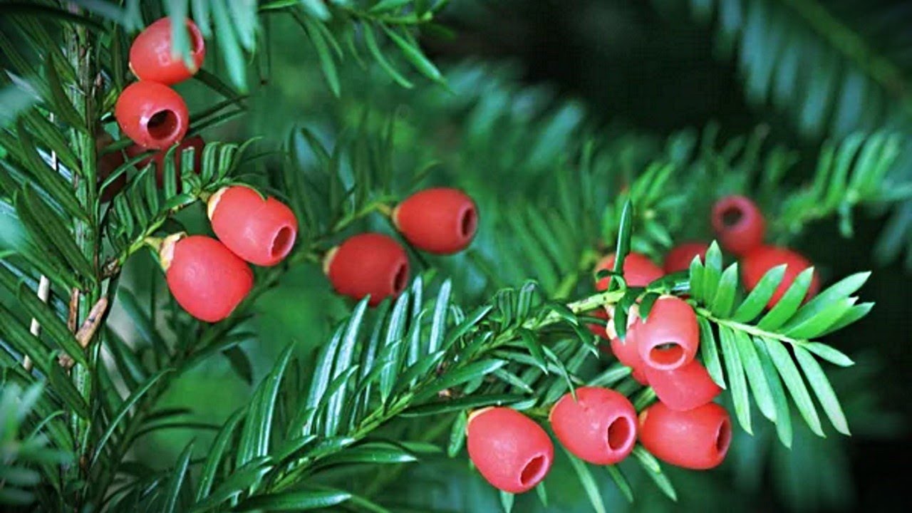 Gathering Around the Grove ~ Yew ~ 2022 - YouTube