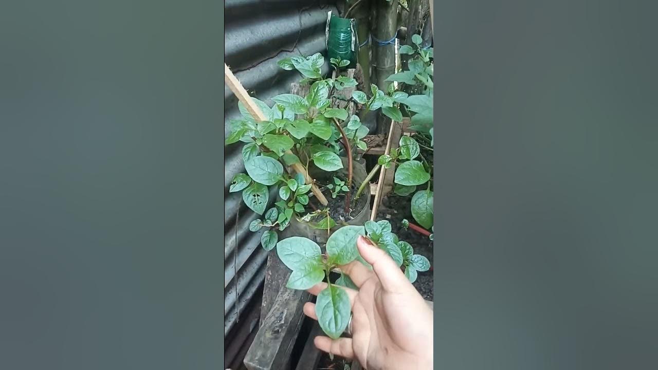 update sa aking mini garden - YouTube