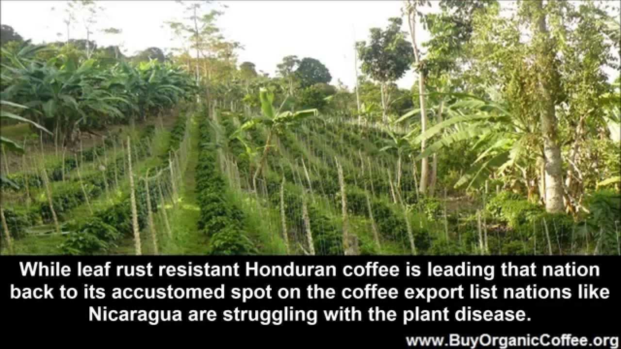 Leaf Rust Resistant Honduran Coffee - YouTube