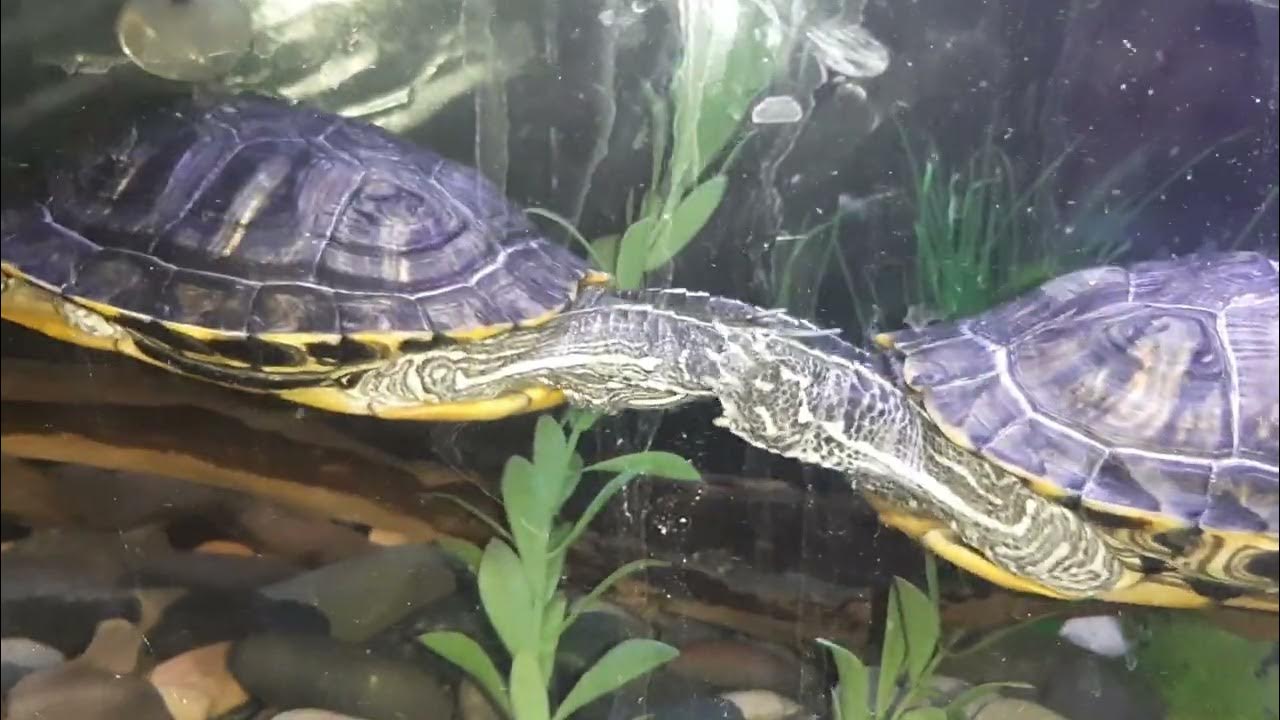 Mating Pair of Red Eared Sliders Together For 5 Years - YouTube
