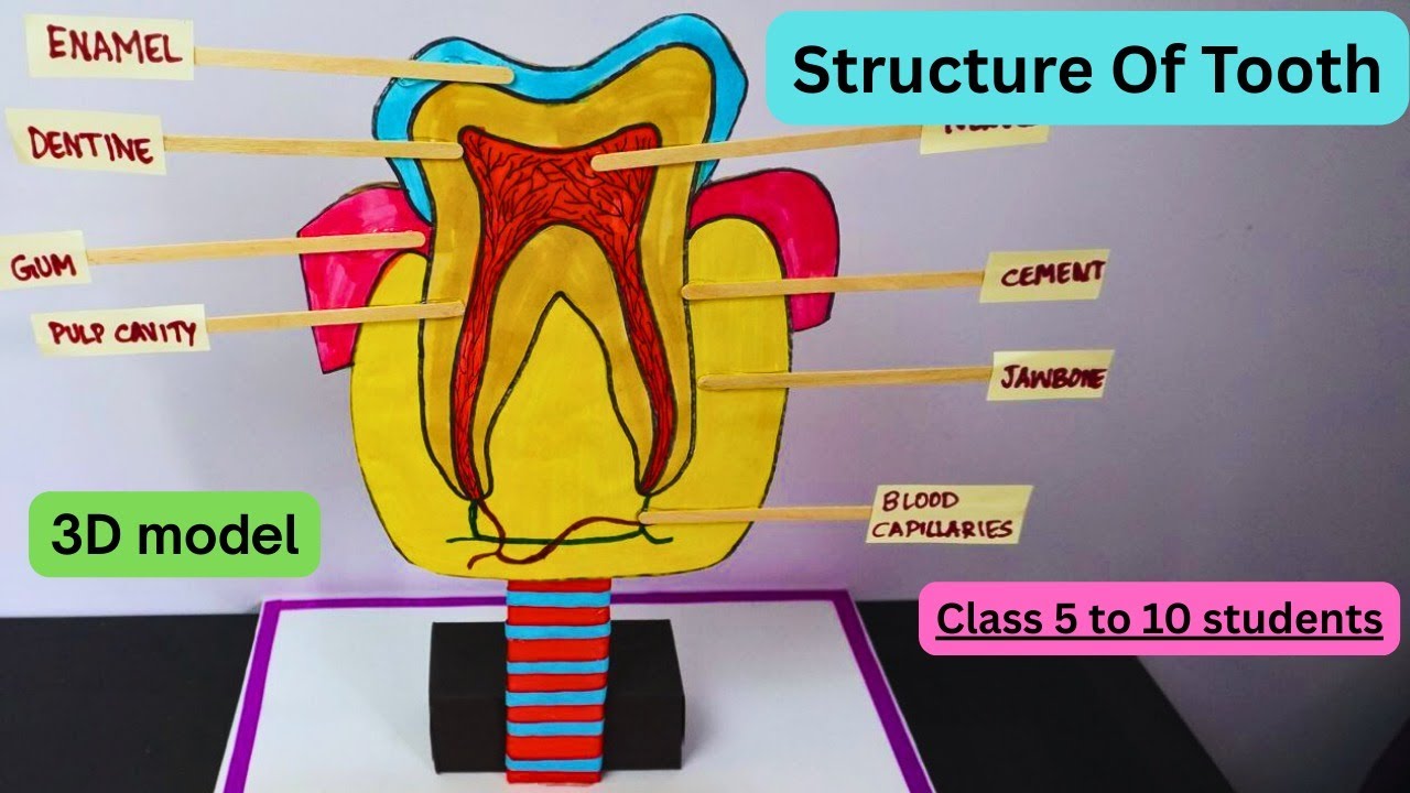 Structure of Tooth Model | Easy Science Project for Students | Biology ...