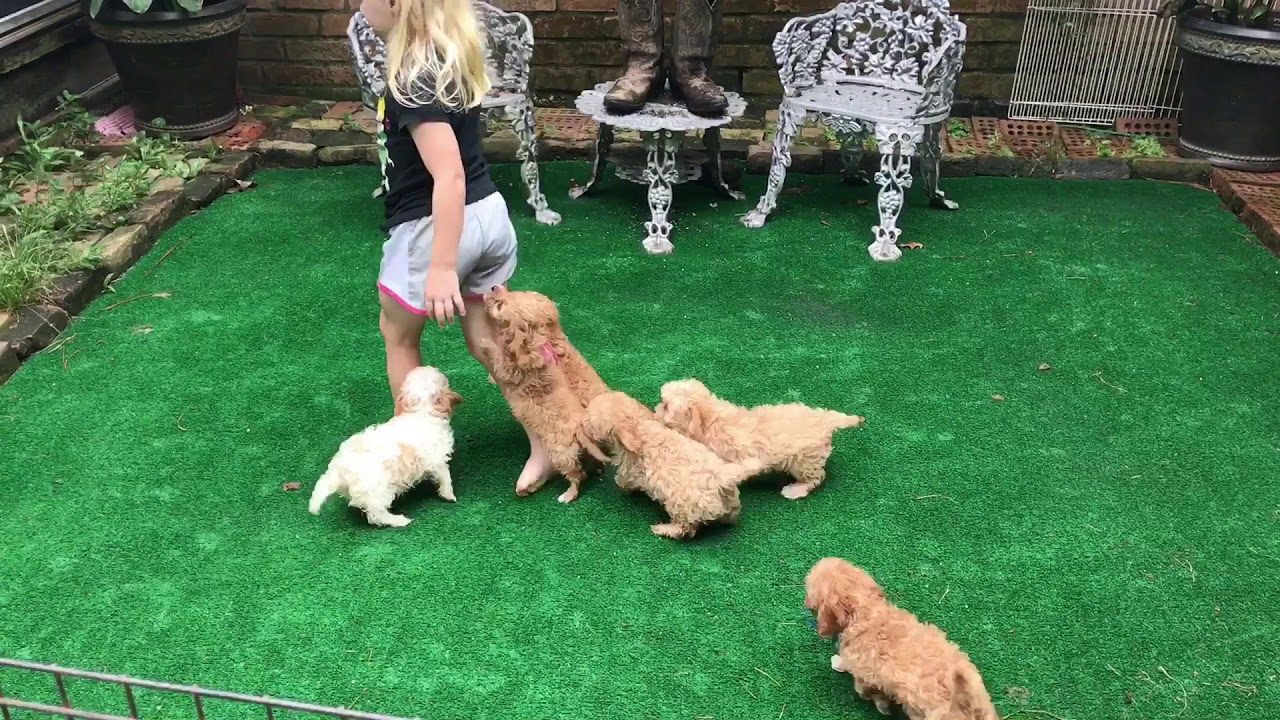 Addie's Cavapoo Puppies ~ 8 Weeks Old - YouTube