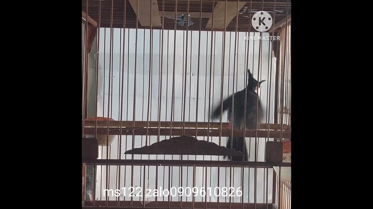 ms122 mào lân chân hồng 1 mùa lông mới đang lên bảo tồn 2d4 ae kết LH - YouTube