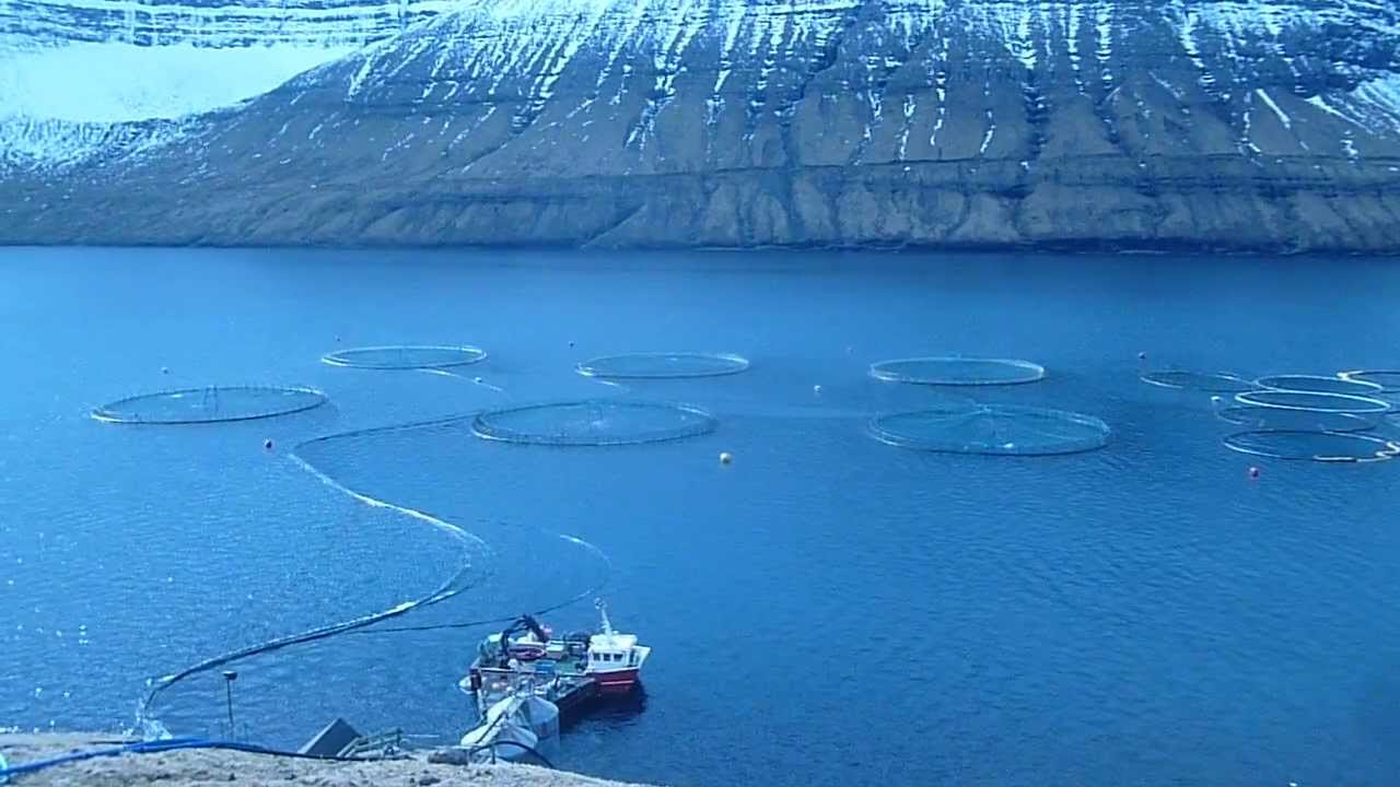 Fish farm near Eysturoy - Faroe Islands - Føroyar - YouTube