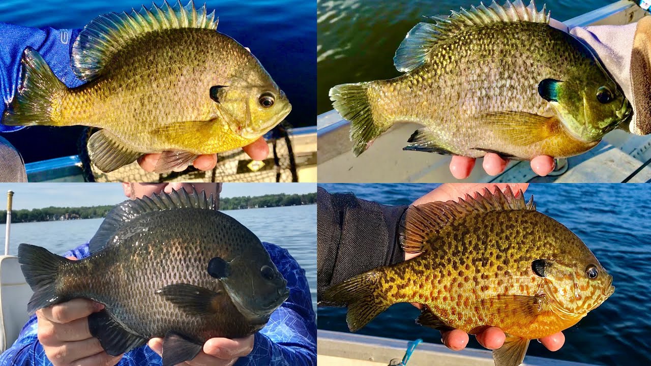 GIANT BLUEGILL! All you need to know! - YouTube