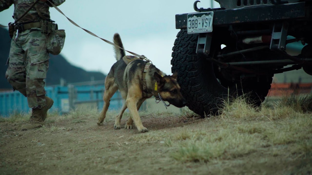 31Kilo: The Military Working Dog - YouTube