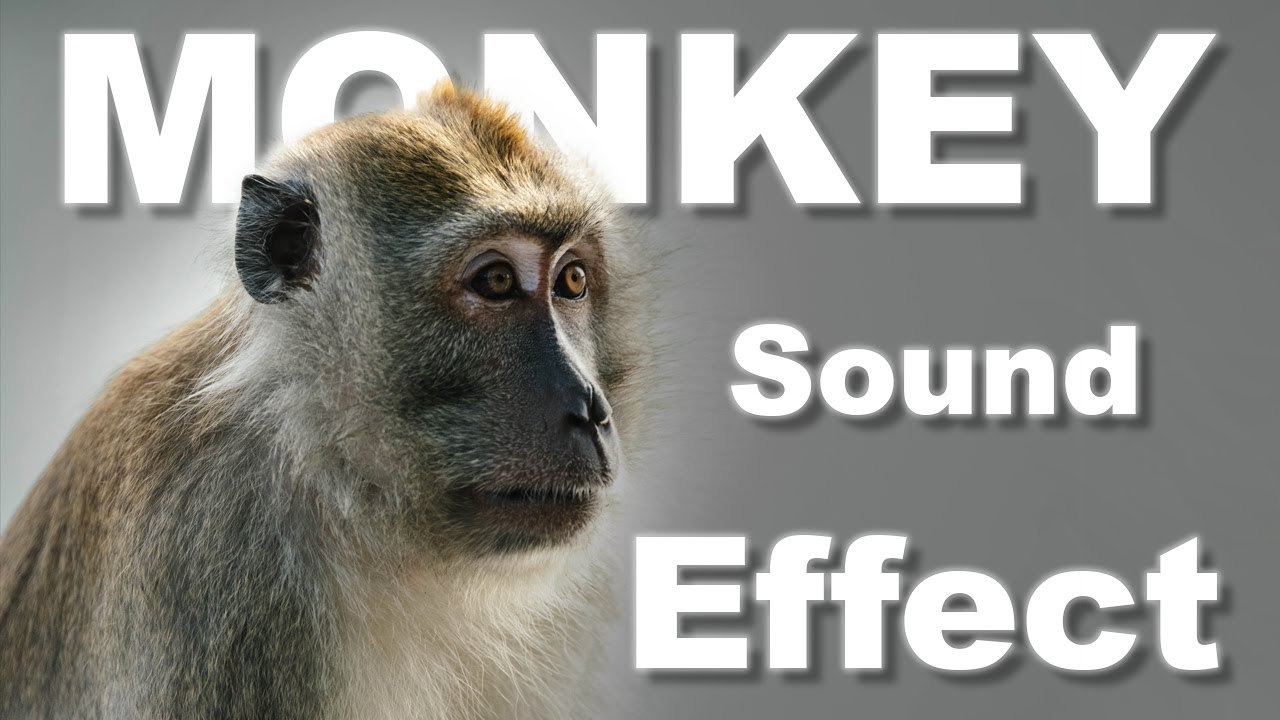 Monkey Sound Effect No Copyright | gLOBALeARS - YouTube