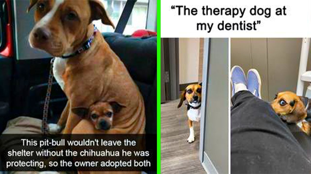 If You Prefer Dogs Over People, You'll Probably Love These Heartwarming ...