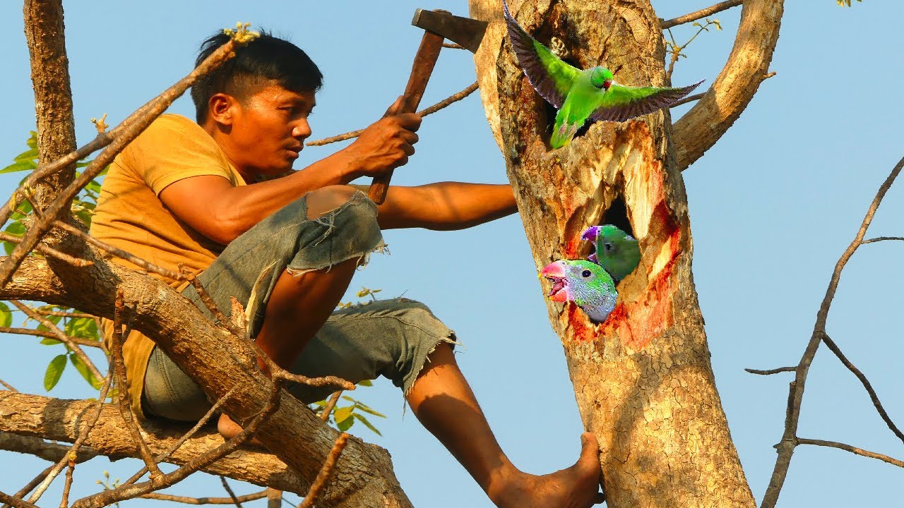 Climb a parrot on a tall tree - YouTube