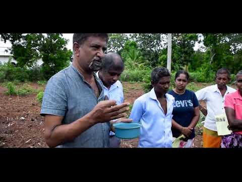 Cultivating Katuwel Batu | කටුවැල් බටු වගා කිරීම | Katuwelbatu Wagawa ...