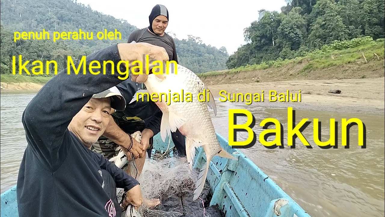 Ikan Mengalan spesis ikan yang paling banyak di Sungai Balui, ulu Bakun ...