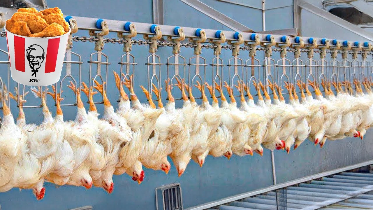 Comment le Poulet Frit KFC est Fabriqué🍗🐔 Production de Millions de ...