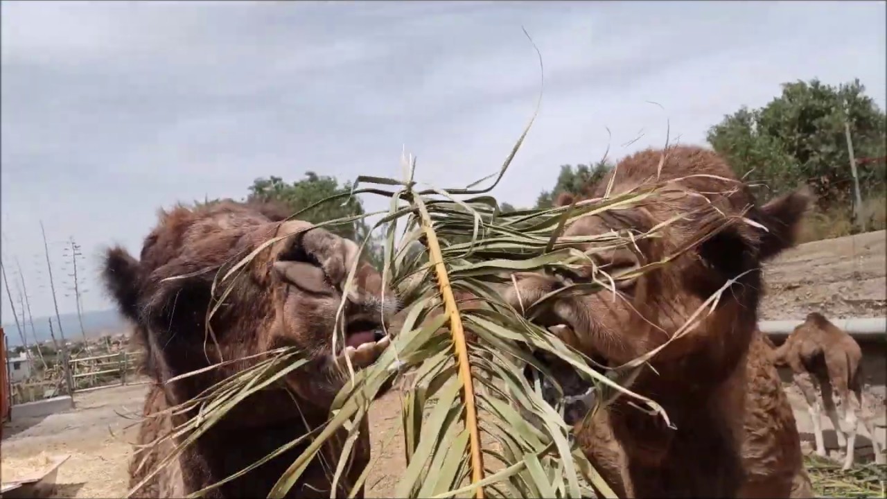 Cómo comen los camellos las hojas de palmera - YouTube