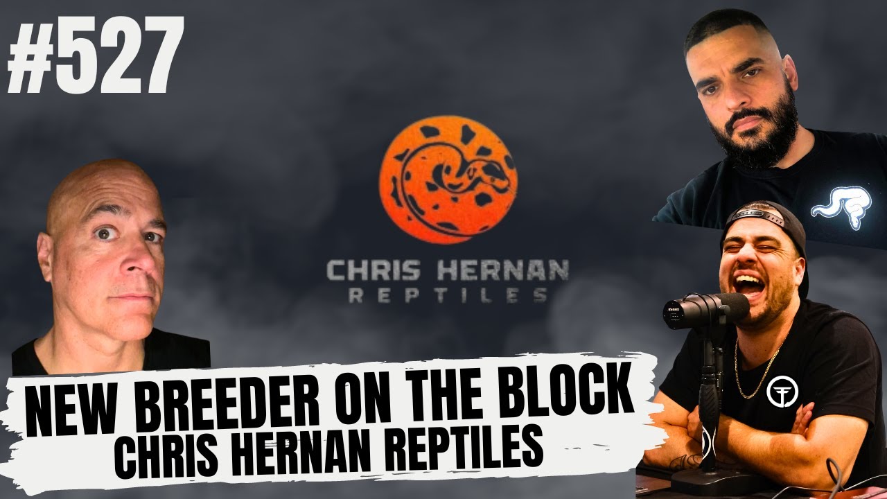 BALL PYTHON MORPHS YOU CAN'T IGNORE | NEW BREEDER ON THE BLOCK W/ CHRIS HERNAN REPTILES - YouTube