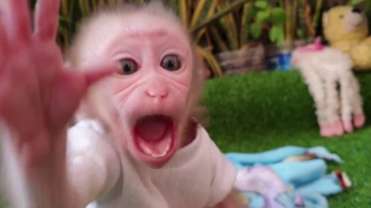 Adorable Aba Baby Monkey Touch the Camera when see something Different ...