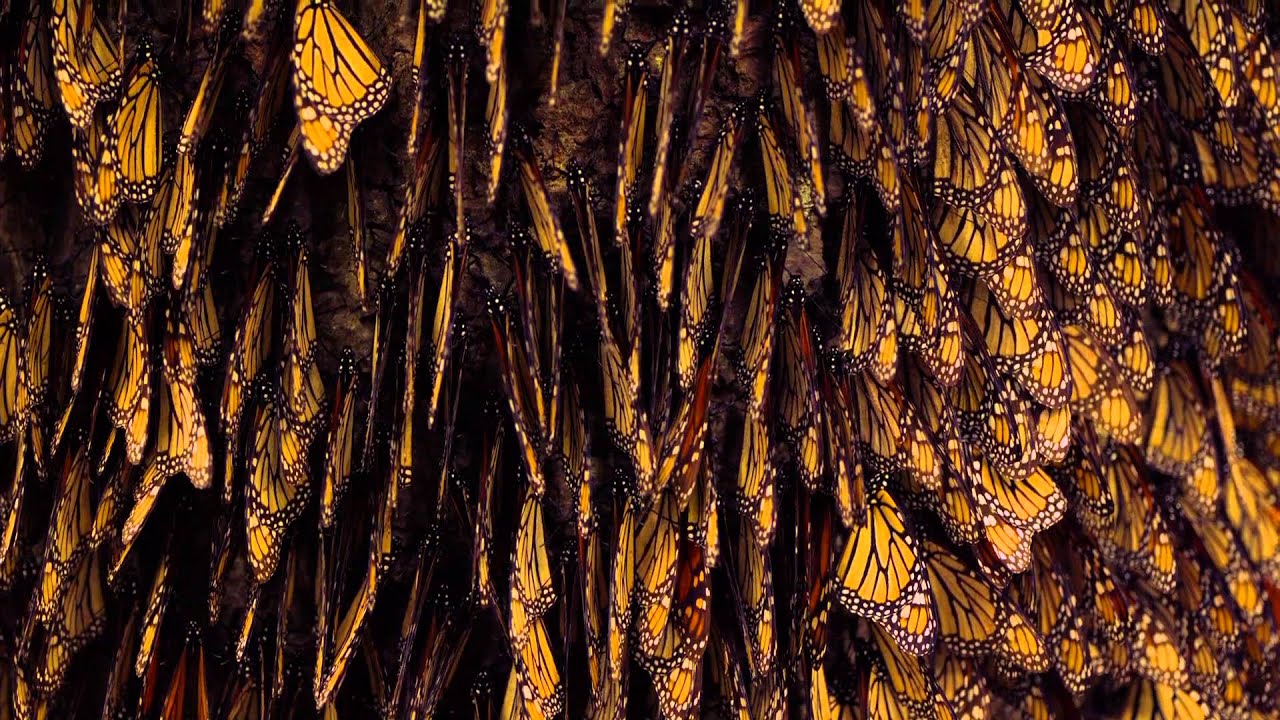 Flight of the Butterflies - YouTube