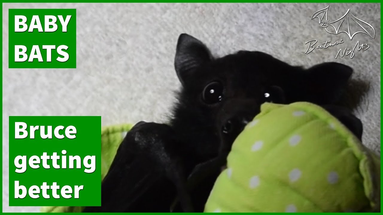 Baby bat loves a cuddle and ear rubs [Bruce, Day 26] - YouTube