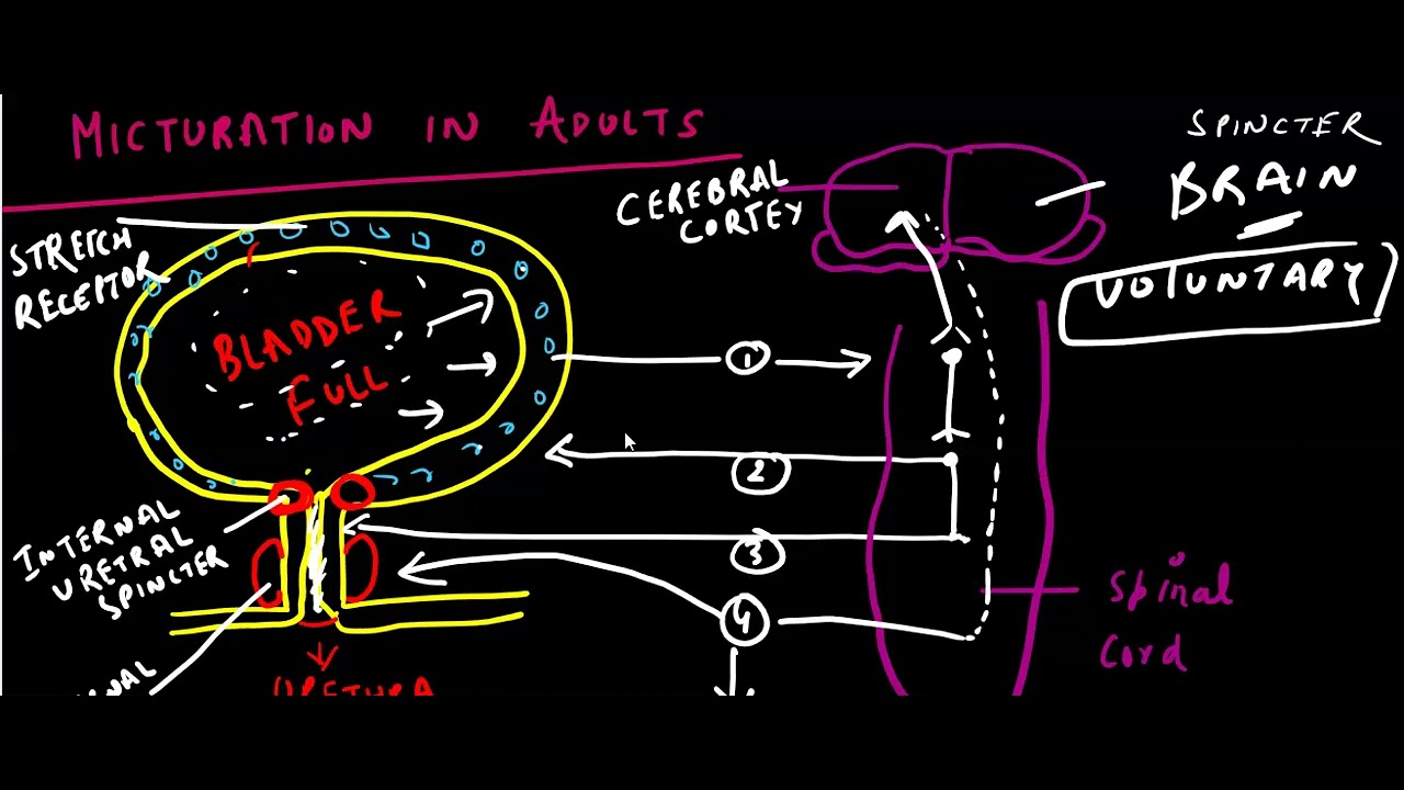 MICTURATION REFLEX IN INFANT AND ADULT//PART 03 - YouTube