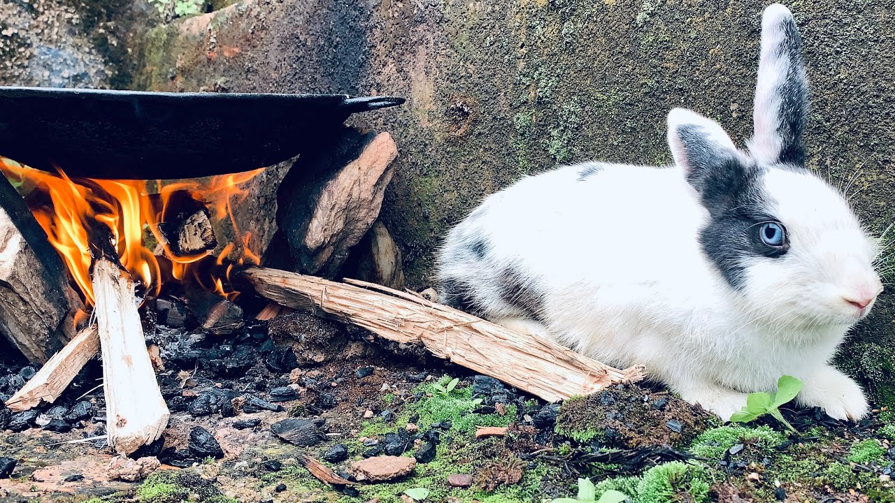 Best Way Cook Rabbit Meat Recipes/ Cooking Rabbit Meat Recipe /ASMR ...