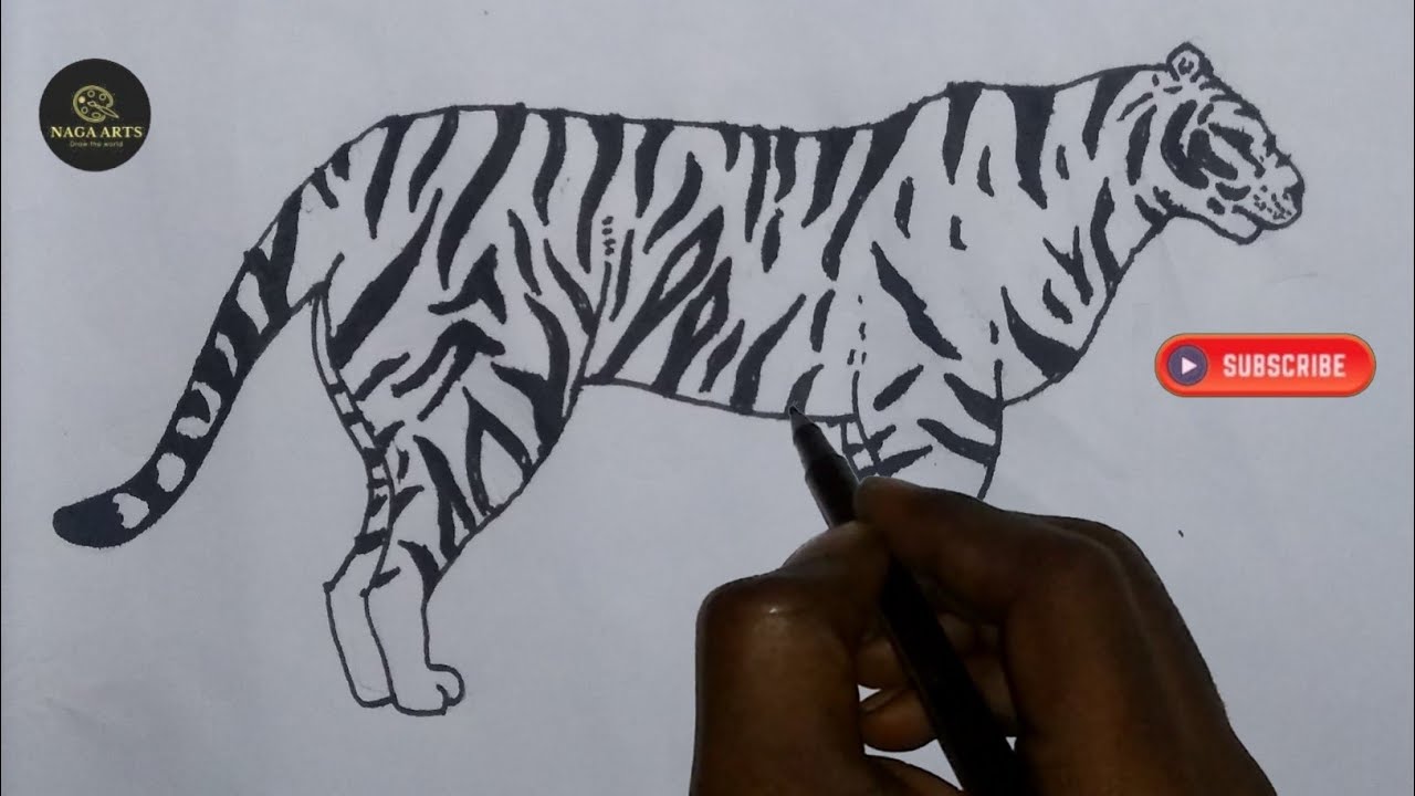 SIBERIAN TIGER drawing || How to draw a Great Siberian Tiger in Naga ...