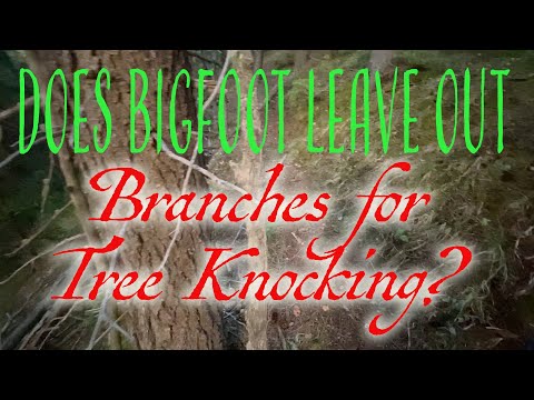 Does Bigfoot Leave Out Branches for Tree Knocking? - YouTube