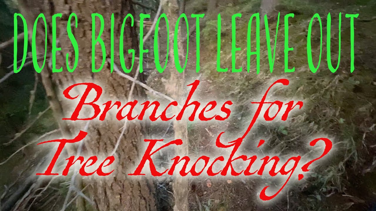 Does Bigfoot Leave Out Branches for Tree Knocking? - YouTube