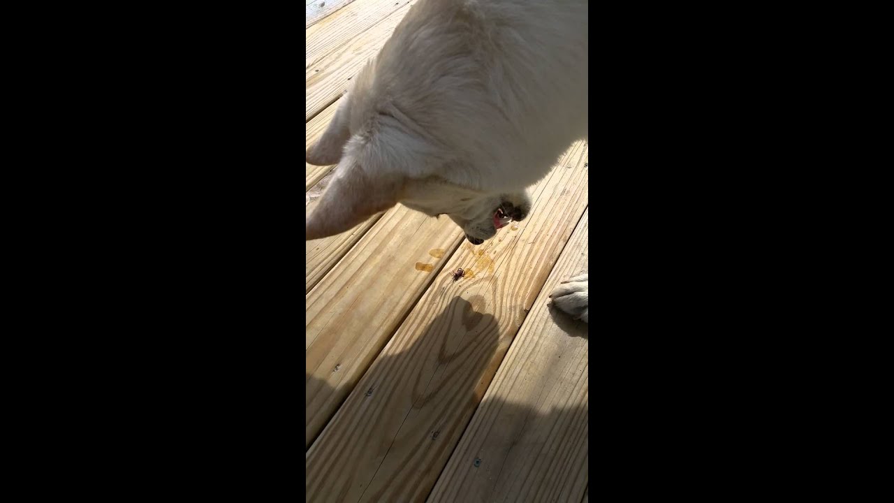 Dog Disgust - YouTube