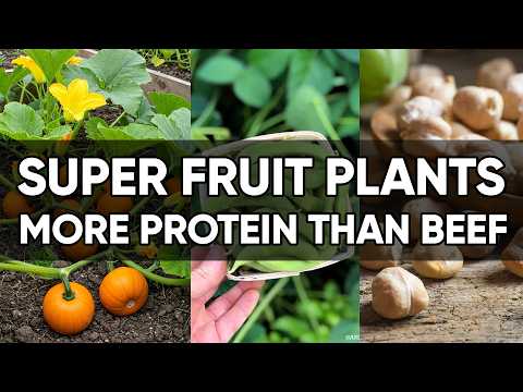¡La carne de res no es la reina de las proteínas! 8 plantas que contienen aún más 💪