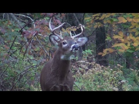 Archery Deer Hunting Pennsylvania October 2014 - YouTube